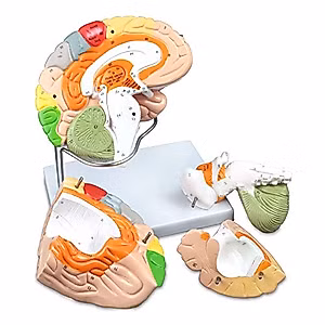 Vision Scientific VAB400 Color-Coded Human Regional Brain - 4 Parts | Approximately 130 Key Structural Features are Identified | 9 Vivid Colors to Identify The Different Brain Functions | W Key Card