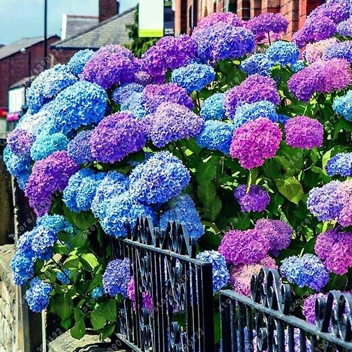 35pcs Blue Pink Purple Hydrangea Seeds - Stunning Perennial Flowers for Colorful Garden Blooms - Hardy Plant Seeds for Gardening Enthusiasts - Easy-to-Grow Variety for Landscape Beautification