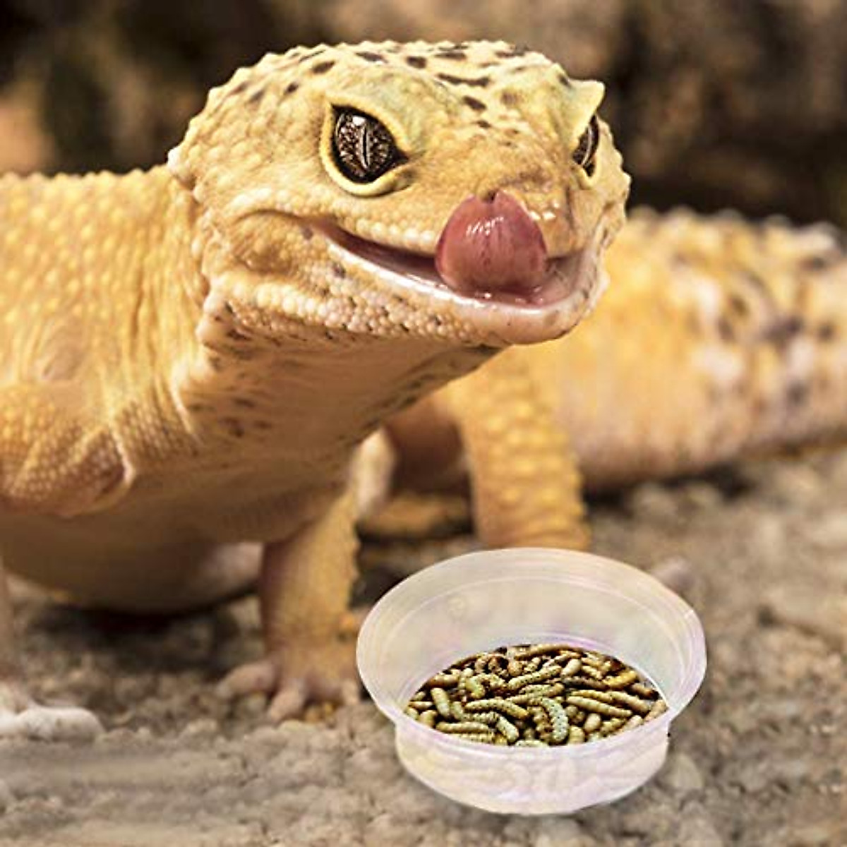 SunGrow Gecko Food and Water Containers, Reusable, Recyclable, Disposable Cups, 0.5 oz Capacity Plastic Transparent Dishes, Fits Various Reptile Feeder, 1.6” Diameter, 0.6” Depth, 100 Pcs