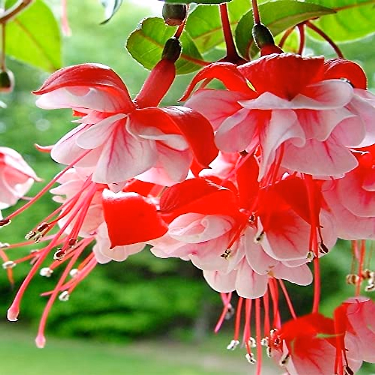 QAUZUY GARDEN 200 Red Pink Fuchsia Seeds Premium Heirloom Ladies' Eardrop Seeds - Potted Hanging Fuchsia Flowers Perennial Home Plant Bonsai Attract Hummingbirds