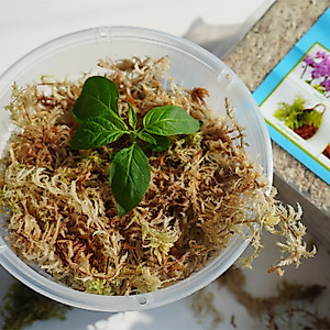 Kapecute Sphagnum Moss 34QT Perfect for Plant Propagation, Great Orchid Potting Mix, Help with Maintain Humidity, 10oz