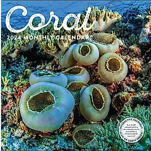 Coral | 2024 Wall Calendar | 12x24 Inch | Marble City Press
