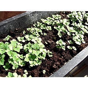 Gaea's Blessing Seeds - Green Shiso Seeds (Perilla), Heirloom Non-GMO Seeds with Easy to Follow Planting Instructions, Kaori Ao Shiso, Open-Pollinated, 94% Germination Rate