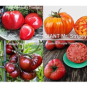 ***Mixed Seeds!!!*** This is A Mix!!! 30+ Giant Tomato Seeds, Mix of 22 Varieties, Heirloom Non-GMO, US Grown, Brandywine Black, Red, Yellow & Pink, Mr. Stripey, Old German, Black Krim, from USA