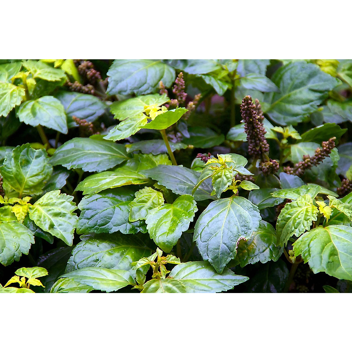 Ladybug Spot Luxurious Rich Classic Long Lasting Masculine Natural Solid Cologne Infused with Essential Oils for Men & Woman 1 OZ Large Size (Sandalwood & Patchouli)