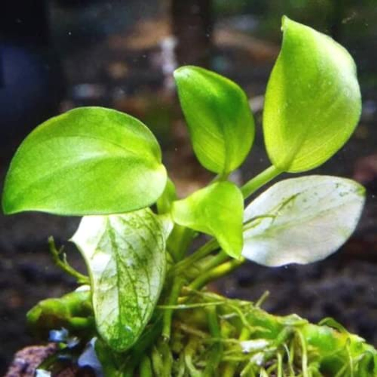 Mainam 2 Different Anubias Nana Amazon Sword Tropical Freshwater Live Aquarium Plant Decorations 3 Days BUY2GET1FREE
