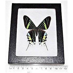 BicBugs Urania leilus Real Framed Day Flying Moth Green Blue Peru South American Sunset Moth