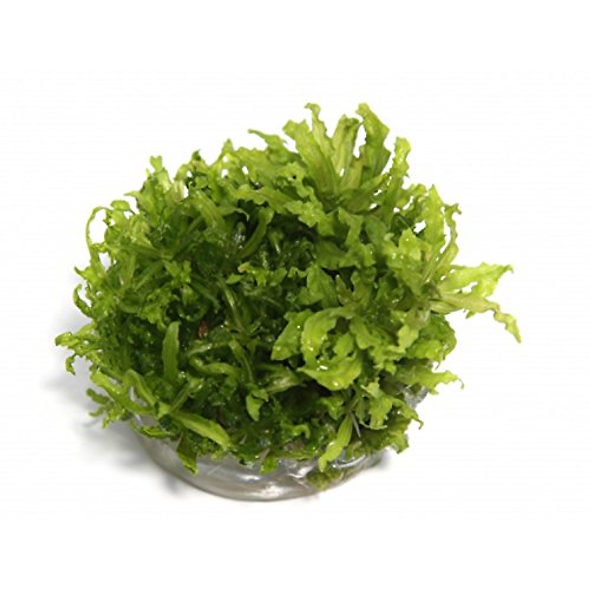 Mainam Pogostemon Helferi Downoi Live Aquarium Plants in Tissue Culture 100% Pest Free for Foreground Freshwater Aquatic Tank Imported Direct from Grower