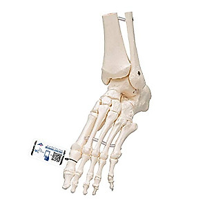 3B Scientific A31/1 Foot Skeleton-flexibly w/portions of Tibia- Fibula - 3B Smart Anatomy
