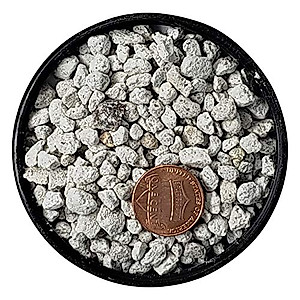 Bonsai, Cactus & Succulent Pumice - Professional Sifted and Ready to Use American … (2.5 Dry Quart)