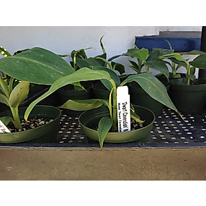 Dwarf Cavendish Banana Plant - Live Banana Plant - Dwarf Banana Plant