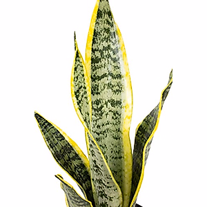 Live Snake Plant, Sansevieria trifasciata Laurentii, Fully Rooted Indoor House Plant in Pot, Mother in Law Tongue Sansevieria Plant, Potted Succulent Plants, Sansevieria laurentii by Plants for Pets