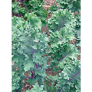 Burpee Red Winter Kale Seeds 345 seeds