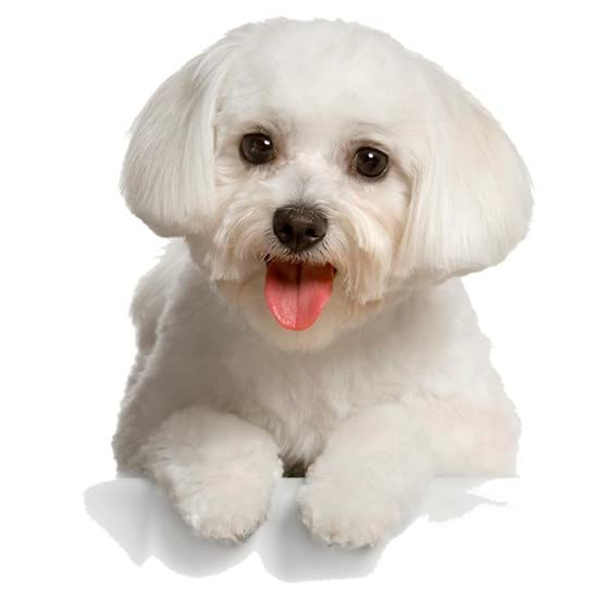 CafePress Bichon Frise Mug Ceramic Coffee Mug, Tea Cup 11 oz