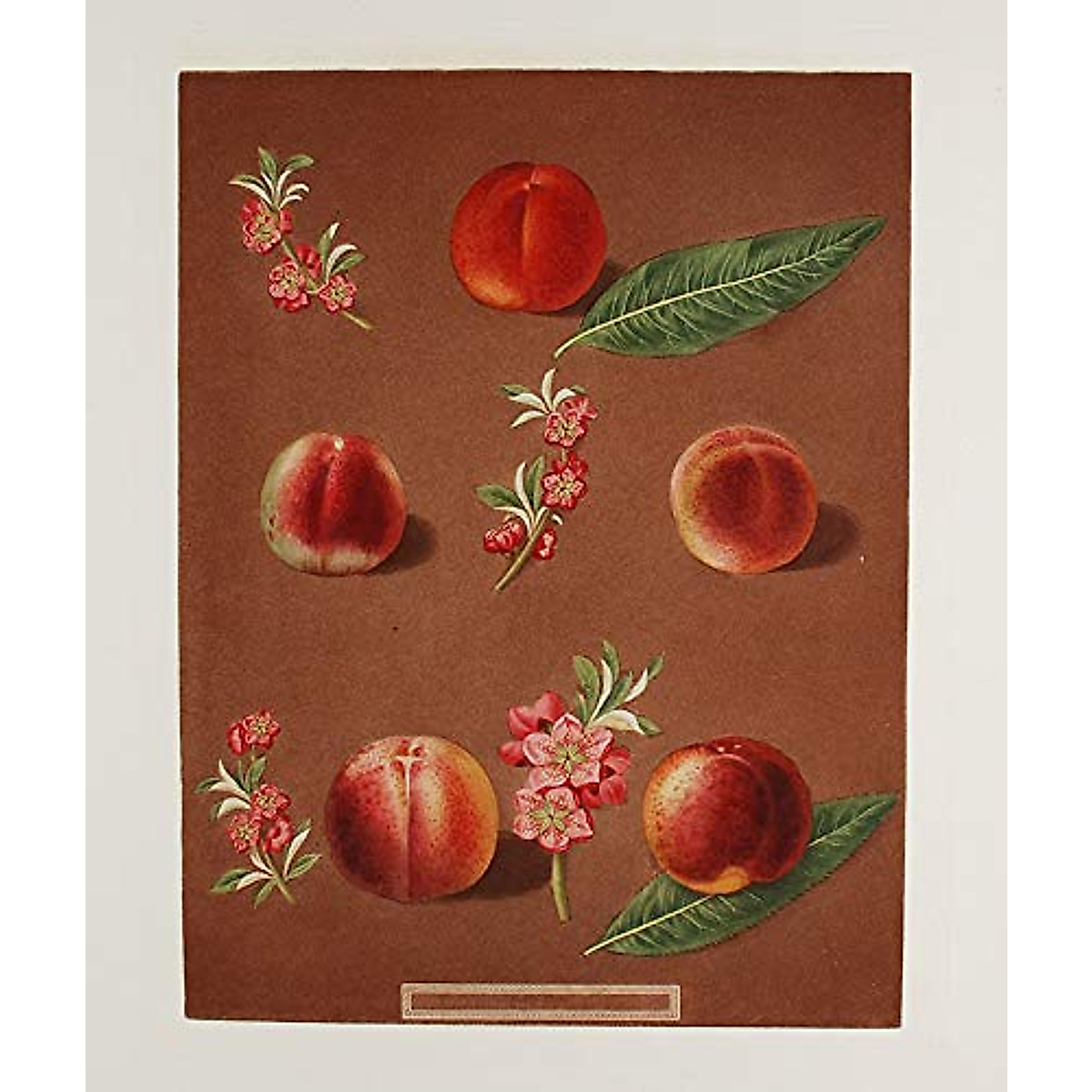 [Nectarine] Dutillees Nectarine; Burgnon's Old Nectarine; Brugnon's Round Nectarine; Murray Nectarine; Newington Nectarine