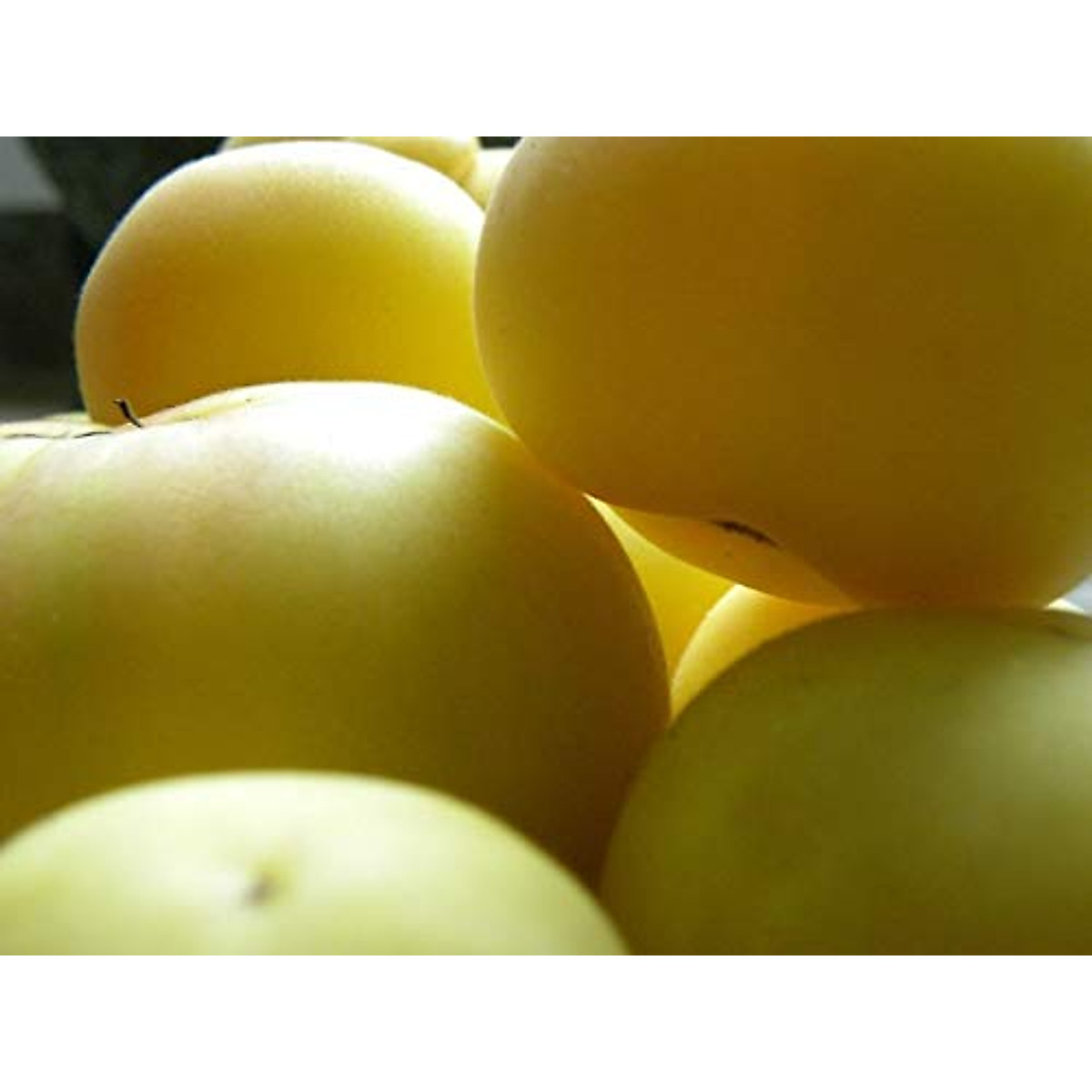 25 Seeds Garden Peach Tomato - Juicy & Tasty!!! Great Tomato..