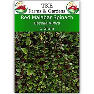 TKE Farms & Gardens, Red Malabar Spinach Seeds for Planting, 1 Gram, 40 Heirloom Seeds, Non-GMO, Packet Includes Instructions for Growing, Basella Rubra, Qty 1