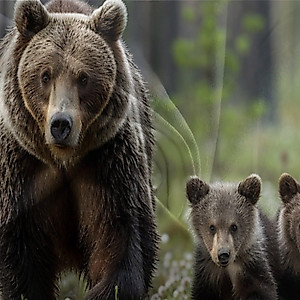 Brown Bear And Two Cubs Comforter Covers 3D Printed Walking in The Taiga Duvet Cover Quilt Cover for Boys Girls with Zipper Closure Soft Microfiber Bedding Set with Pillow Cases 3 Pieces Twin（173x218c