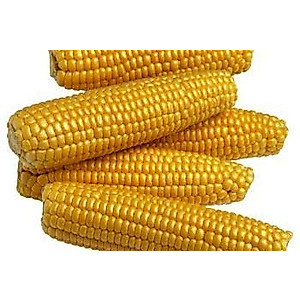 "Kandy Corn" Sweet Corn Seeds, 25 Heirloom Seeds Per Packet, (Isla's Garden Seeds), Non GMO Seeds, Botanical Name: Zea mays