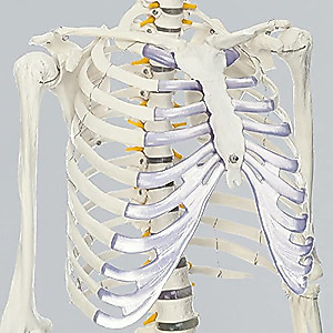 RONTEN Human Skeleton Model for Medical Study, 70.8" Life Size Medical Anatomical Skeleton, Including Adjustable Rolling Stand + Cover + Poster