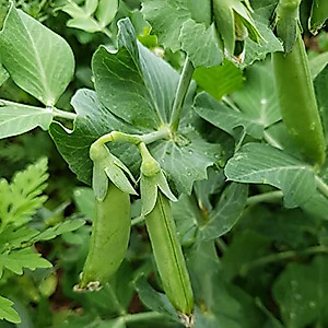 Purely Organic Products Purely Organic Heirloom Snap Pea Seeds (Sugar Daddy) - Approx 90 Seeds
