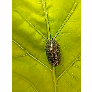 Universal Specialties Bulk Roly Polys Lot of 25 Rolie Polie Live Isopods Little Pet Animal Pill Bugs