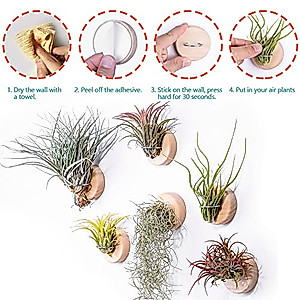 MITIME Air Plants Holders-Real Wood Live Air Plant Holders.Rustic Air Plant Stand,Wall-mounted to save space.(Plants not included)(Set of 6)