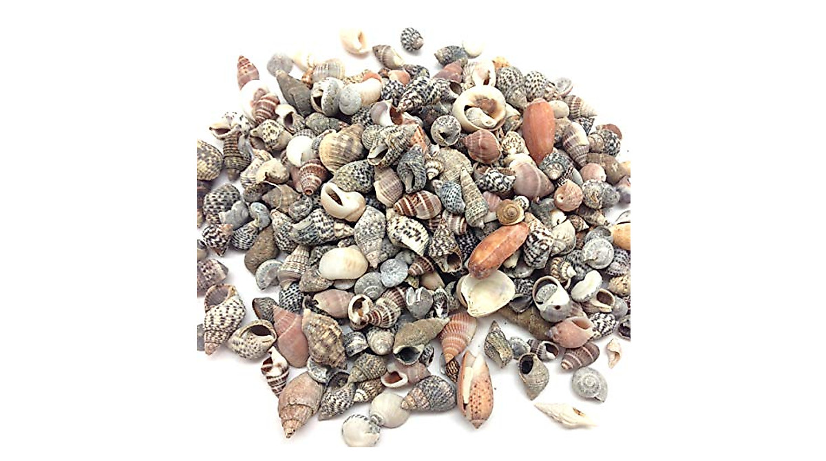 Indian Ocean Small Mix Sea Shells - 8 Oz, Perfect for Crafts
