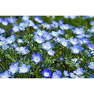 "Baby Blue Eyes" Baby's Breath Seeds for Planting, 1500+ Wildflower Seeds Per Packet, Non GMO Seeds, Scientific Name: Nemophila menziesii, Great Home Flower Garden Gift