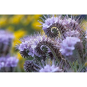 1161B-Tall Purple Fiddleneck (Phacelia tanacetifolia) Seeds by Robsrareandgiantseeds UPC0764425787952 Non-GMO,Organic,USA Grower,Bonsai,1161-B Package of 25 Seeds
