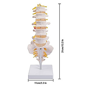 breesky Lumbar Spine Model - Life Size Human Lumbar Vertebrae Anatomy Model with Sacrum and Spinal Nerves Medical Chiropractor Medical Student Study Teaching Demonstration