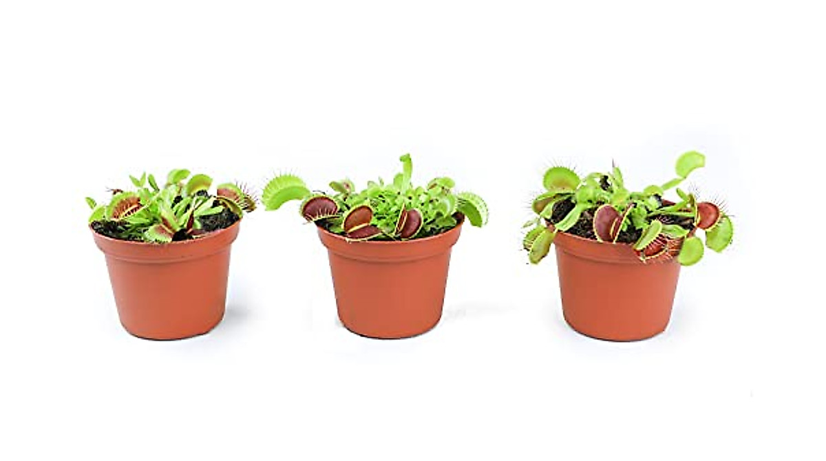 Live Venus Fly Trap - Unique Carnivorous Indoor Plant for Pest Control