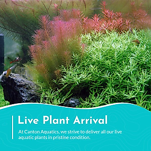 CANTON AQUATICS Live Aquarium Rotala Wallichii Plant - Highly Sought & Absorb Wastes - Easy to Maintain - Promote High Water Quality - Bunch 3-5 Stems