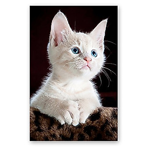 CATS and KITTENS Postcard Set of 20 Postcards. Cat and Kitten Post Card Variety Pack. Made in USA.