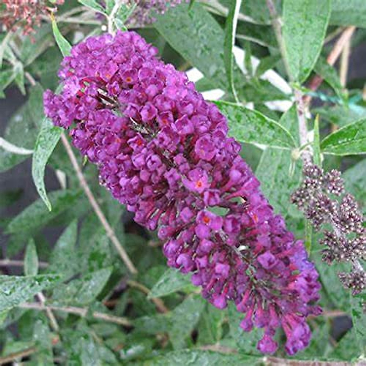 CHUXAY GARDEN 50 Seeds Buddleja Davidii 'Black Knight',Purple Butterfly ...