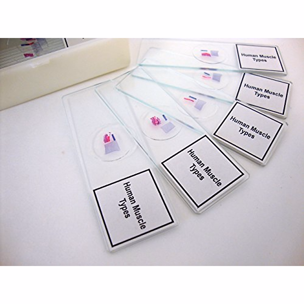 Prepared Slide, Muscle Types, Classpack of 15 Sides