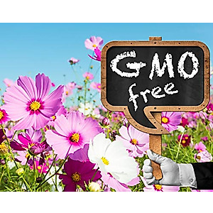 Daisy Garden 100 Pcs Fuchsia Flower Seeds Mixed Lantern Multi-Colored Perennial Home Plant Bonsai