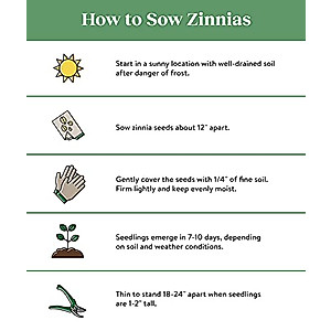 Burpee Cut & Come Again Zinnia Seeds 175 seeds