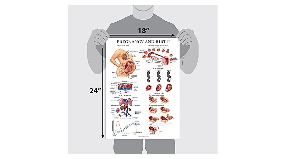 Pregnancy & Birth Anatomy Poster - 18" x 24"