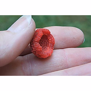 1142-Alaska Thimble Berry (Rubus parviflorus) Seeds by Robsrareandgiantseeds UPC0764425787679 Bonsai,Non-GMO,Organic,Historic Plants,Sacred, 1142 Package of 5 Seeds