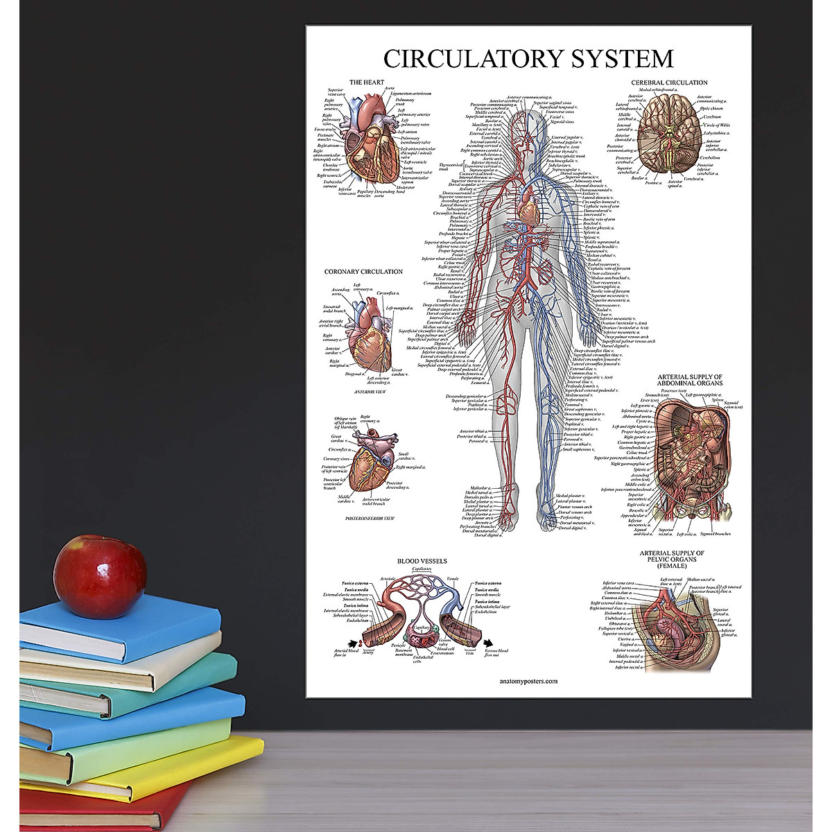 Palace Learning Circulatory System Anatomical Chart - Vascular Anatomy Poster - (18" x 24")