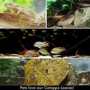 SunGrow 10 Pcs Large Catappa Indian Almond Leaves for Fish Aquarium Tank, 8-Inches, Leaf for Successful Breeding & Creating Rainforest Environment, Water Conditioner Leaves for Shrimps, Betta