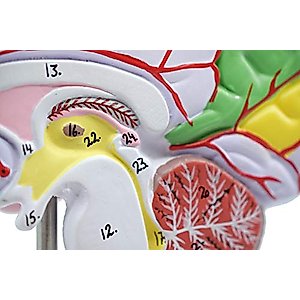 Functional Human Brain Model, Cross Section - 1/2 Size - Color Coded & Numbered with Key Card - Includes Mount - Eisco Labs