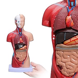 LVCHEN Human Body Model - Human Torso Anatomy Model 15 Pcs Removable Parts with Heart Visceral Brain Skeleto for Preschool & School Science Medical Education Display 28cm/11in