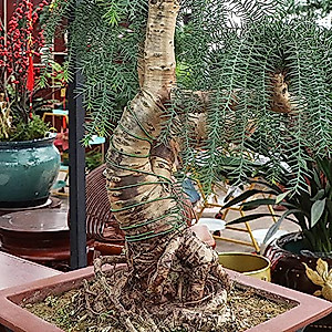 Sanlykate Bonsai Training Wire Kit, 9 Roll Tree Training Wires 295.27 Feet Total, 1.0mm, 1.5mm, 2.0mm Anodized Aluminum Wire Set, Hold Plant Branches Trunks - Green