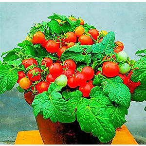 VAACNEE 100 Seeds Indoor Cherry Tomato Dwarf Red and Yellow Tomato Rare Vegetable Heirloom Seeds