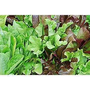 Baby Leaf Lettuce Seeds (Colorful Spring Mix) - 2 Seed Packets! - Over 1000 Open Pollinated Non-GMO USDA Organic Seeds