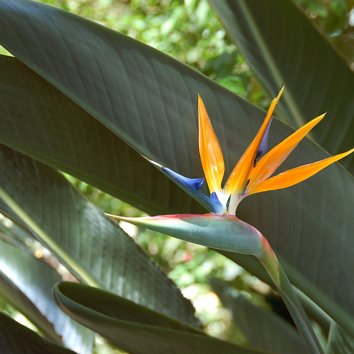 Outsidepride Bird of Paradise Plant Flower Seed - 15 Seeds