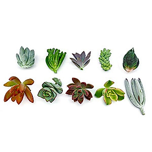 7 Live Succulent Cuttings, NO Roots on Plants, Succulents Plants Live, Great for Terrariums, Mini Garden Starter Plants by The Succulent Cult