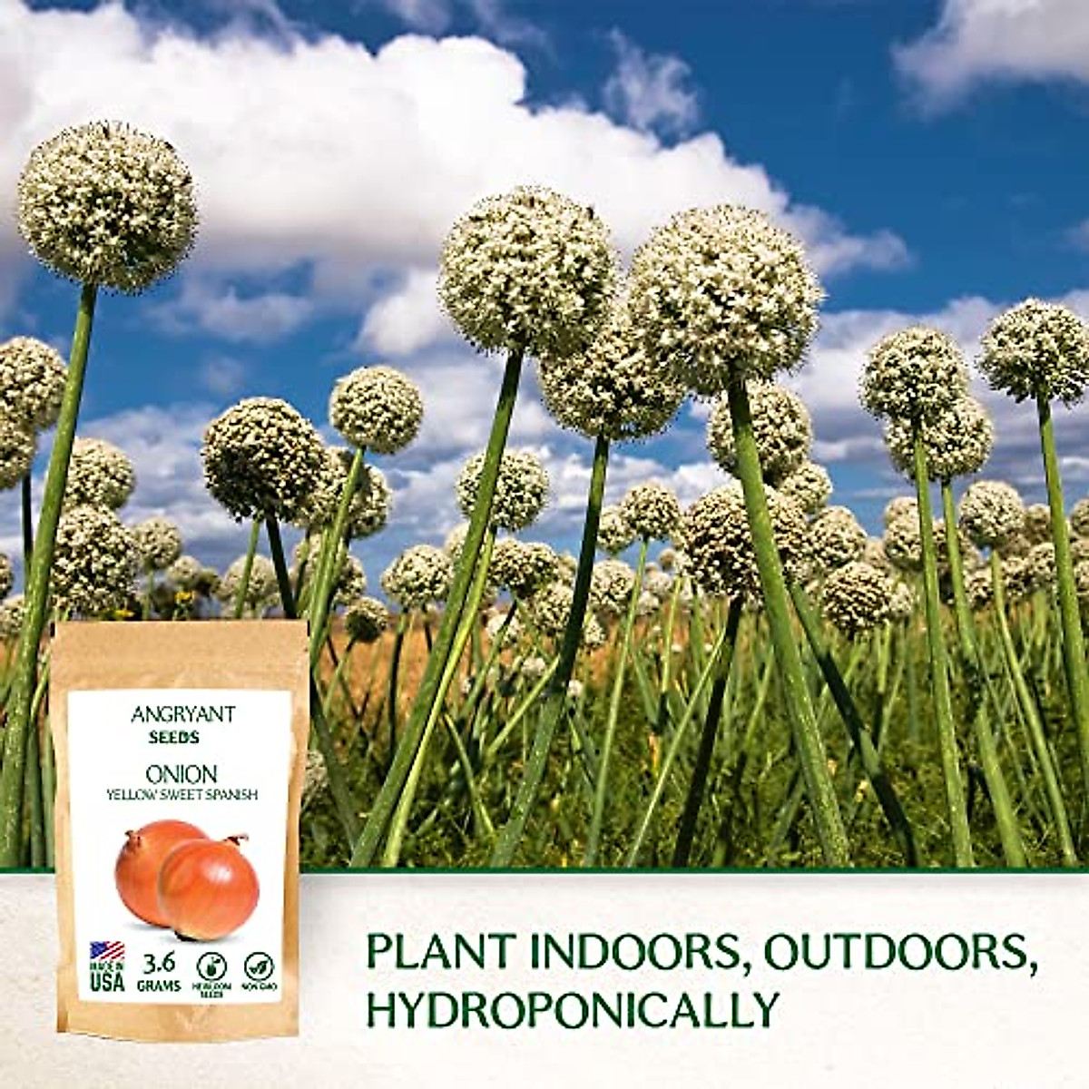 Yellow Sweet Spanish Onion Seeds for Planting Indoors and Outdoors - 1600+ Non GMO Seeds Per Packet - 100% USA Grown - Heirloom Seeds for Home Vegetable Garden